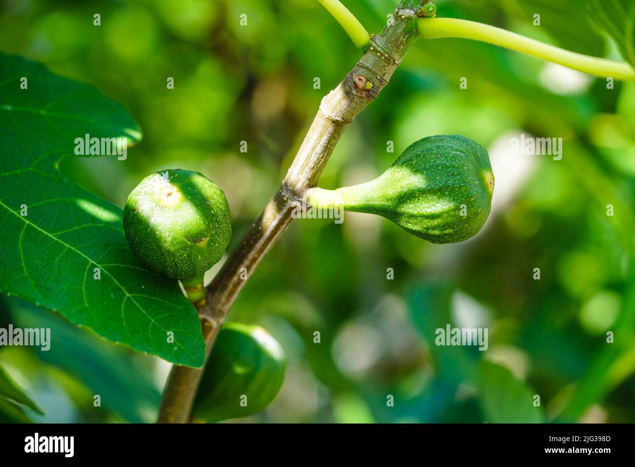 Ficus carica Fig tree with fruits in the old country next to Hamburg ...