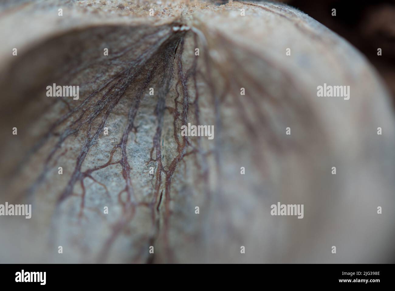 Inside of a walnut shell Stock Photo - Alamy