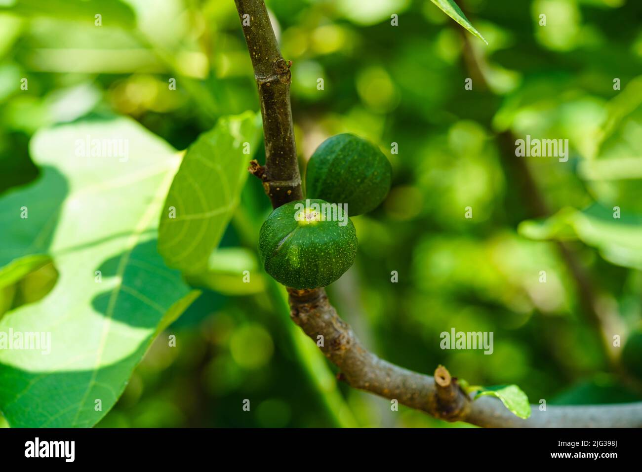 Ficus carica Fig tree with fruits in the old country next to Hamburg ...