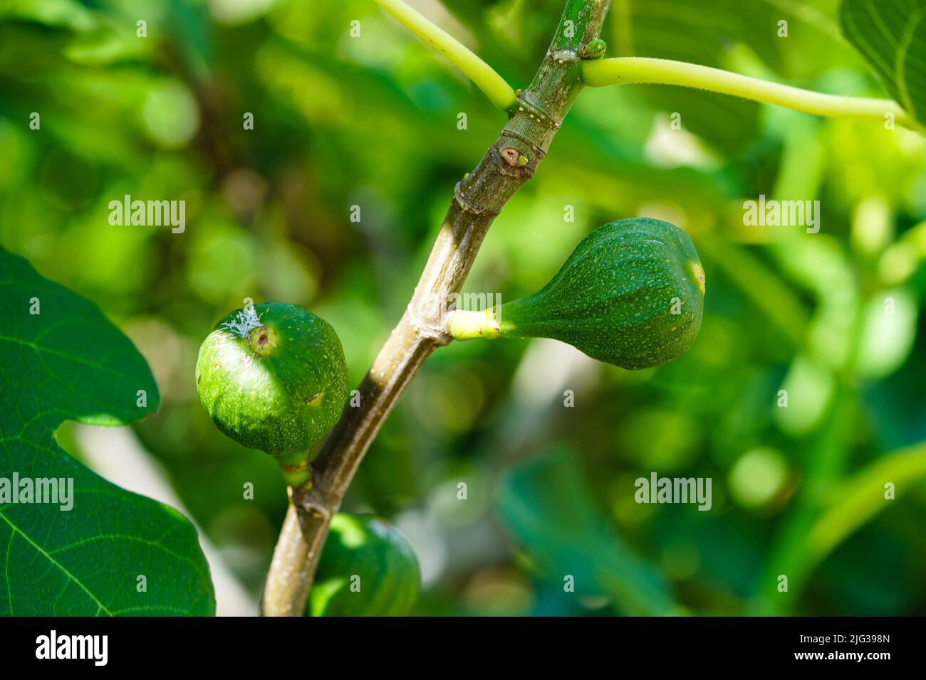 Ficus carica Fig tree with fruits in the old country next to Hamburg ...