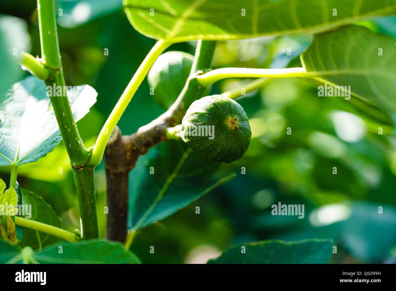 Ficus carica Fig tree with fruits in the old country next to Hamburg ...