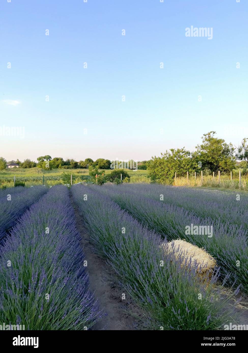 Blooming lavender plantation with stretching into the distance rows ...