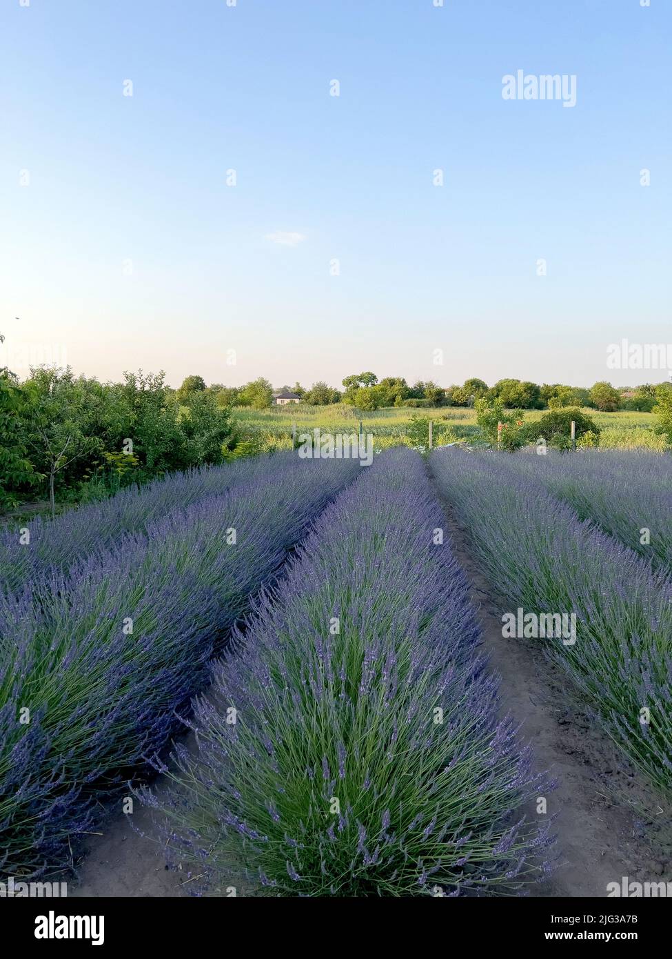 Blooming lavender plantation with stretching into the distance rows ...