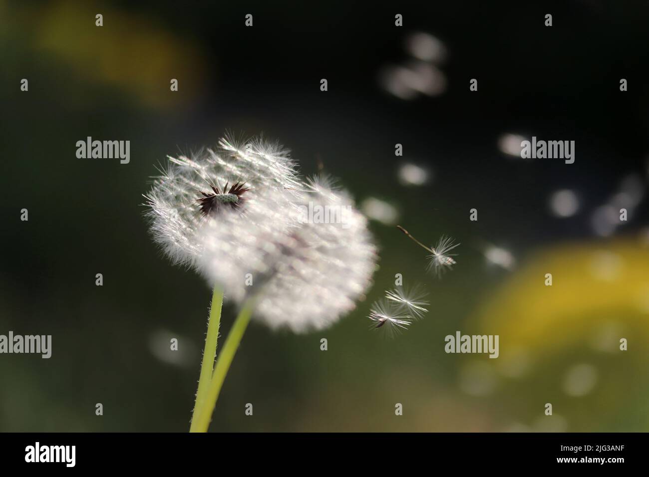 Dandelion seeds blowing away, concept of freedom Stock Photo - Alamy