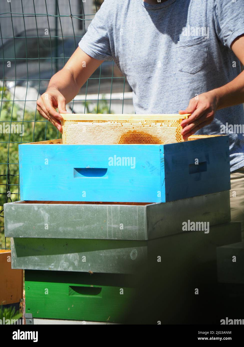Master bee keeper pulls out a frame with honey from the beehive in the colony Stock Photo - Alamy