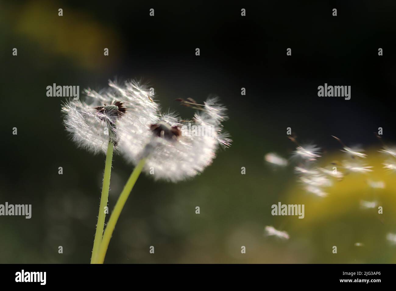 Dandelion seeds blowing away, concept of freedom Stock Photo - Alamy