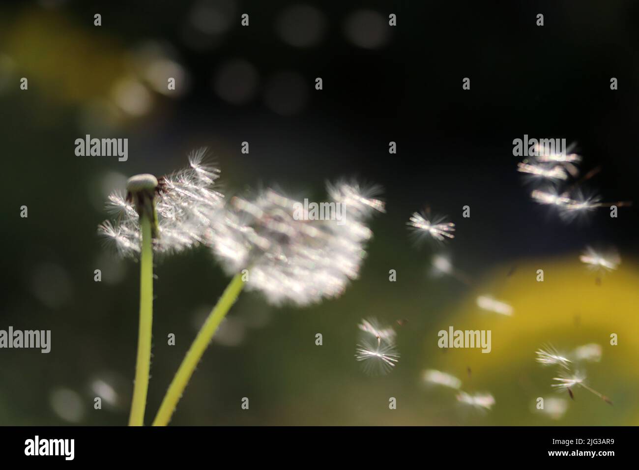 Dandelion seeds blowing away, concept of freedom Stock Photo - Alamy