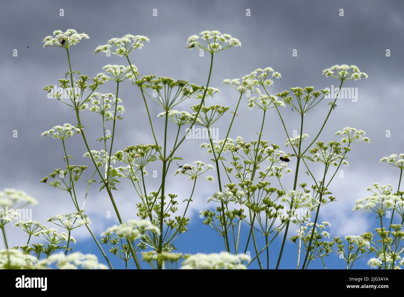 white wildflowers blooming in spring Stock Photo - Alamy