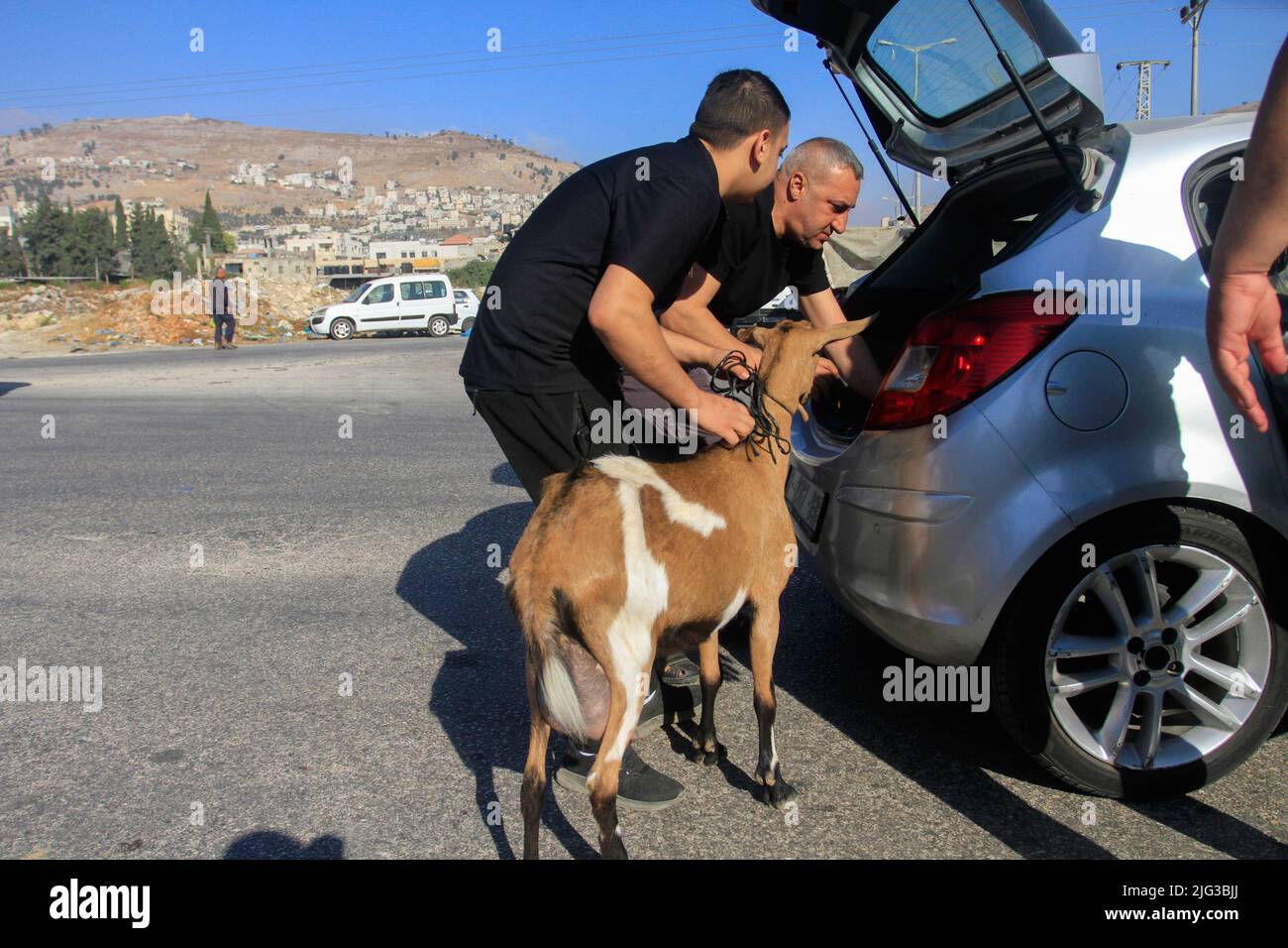 Nablus, Palestine. 22nd June, 2022. Palestinians prepare to load a goat ...