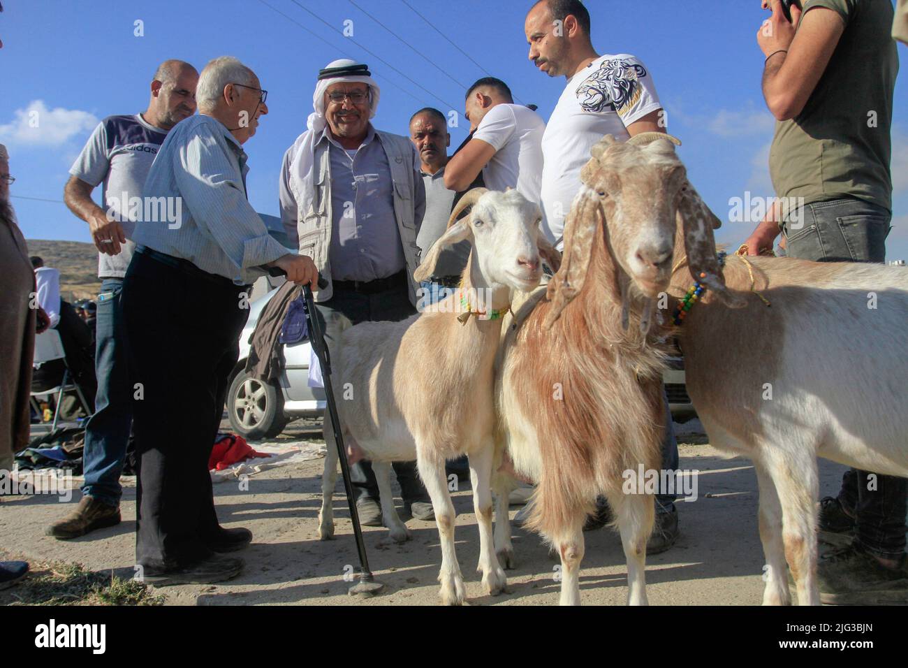 Eid al adha goats hi-res stock photography and images - Alamy