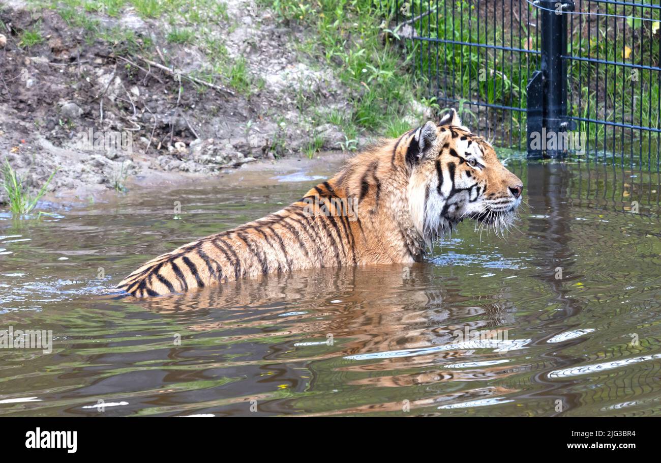 Tiger in water coloring hi-res stock photography and images - Alamy