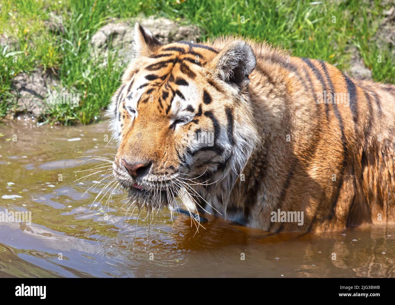 Tiger in water coloring hi-res stock photography and images - Alamy