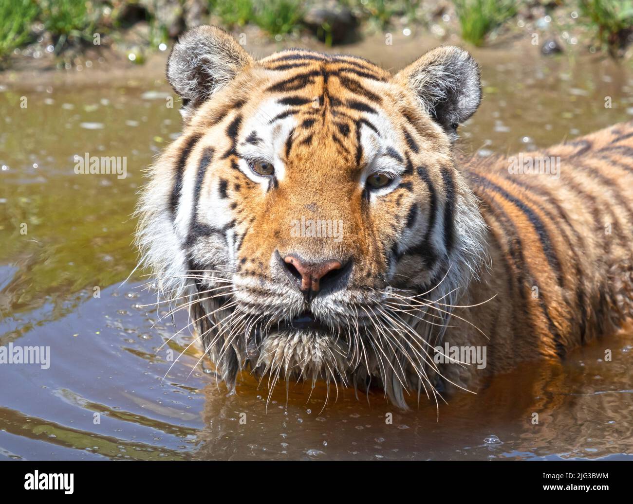 Playing dangerous hi-res stock photography and images - Alamy