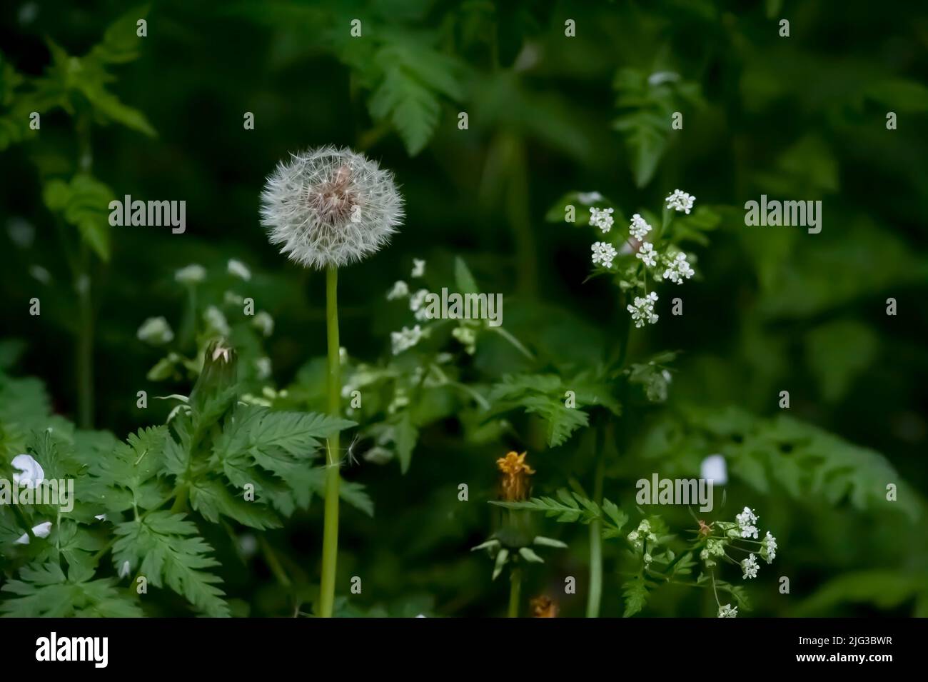 Dandy Lion in the woods Stock Photo - Alamy