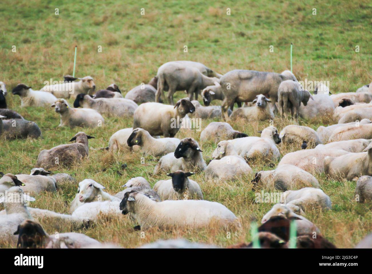 Sheep farm, herd of sheep resting and grazing in green field Stock ...