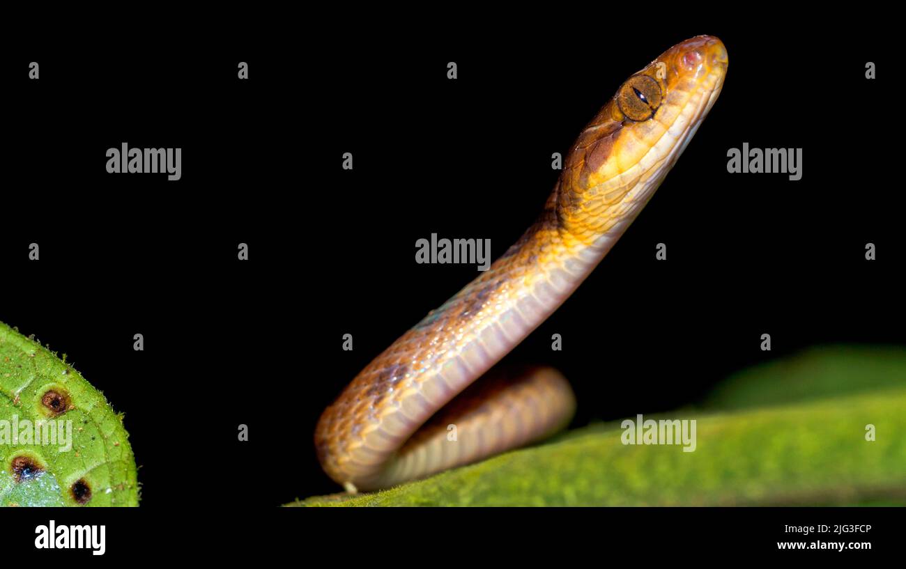 Mapepire Corde Violon, Blunthead Tree Snake, Imantodes cenchoa ...