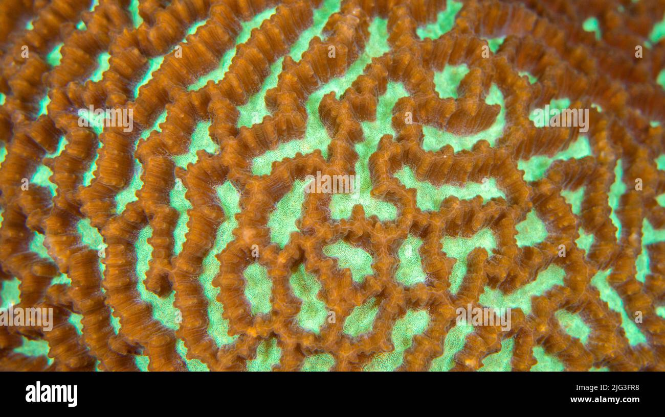Hard Coral, Reef Building Coral, Bunaken National Marine Park, Bunaken ...