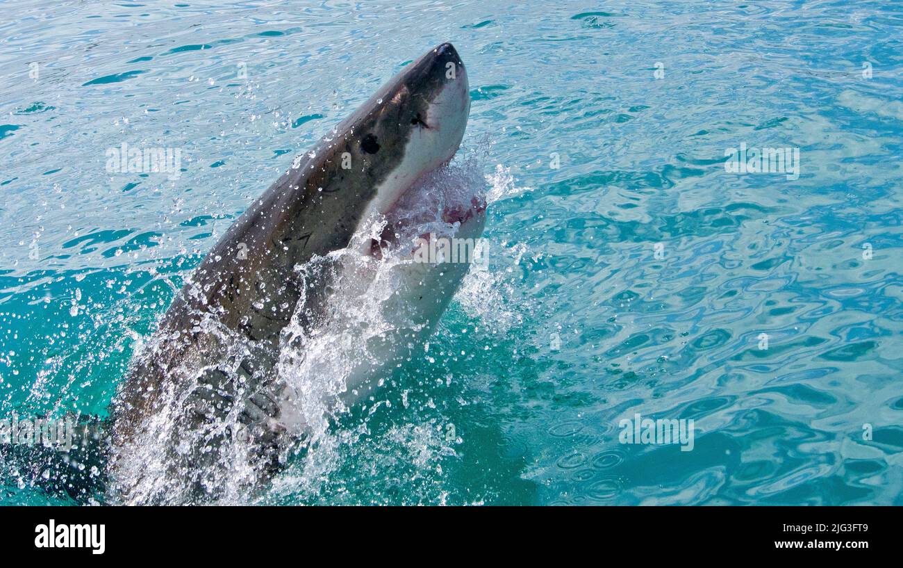 Great White Shark, Carcharodon carcharias,Gansbaai, Western Cape, South Africa, Africa Stock ...