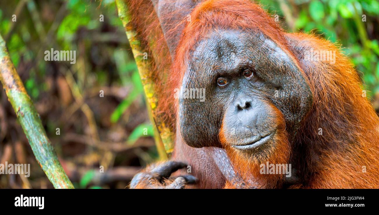 Orangutan, Pongo pygmaeus, Sekonyer River, Tanjung Puting National Park ...