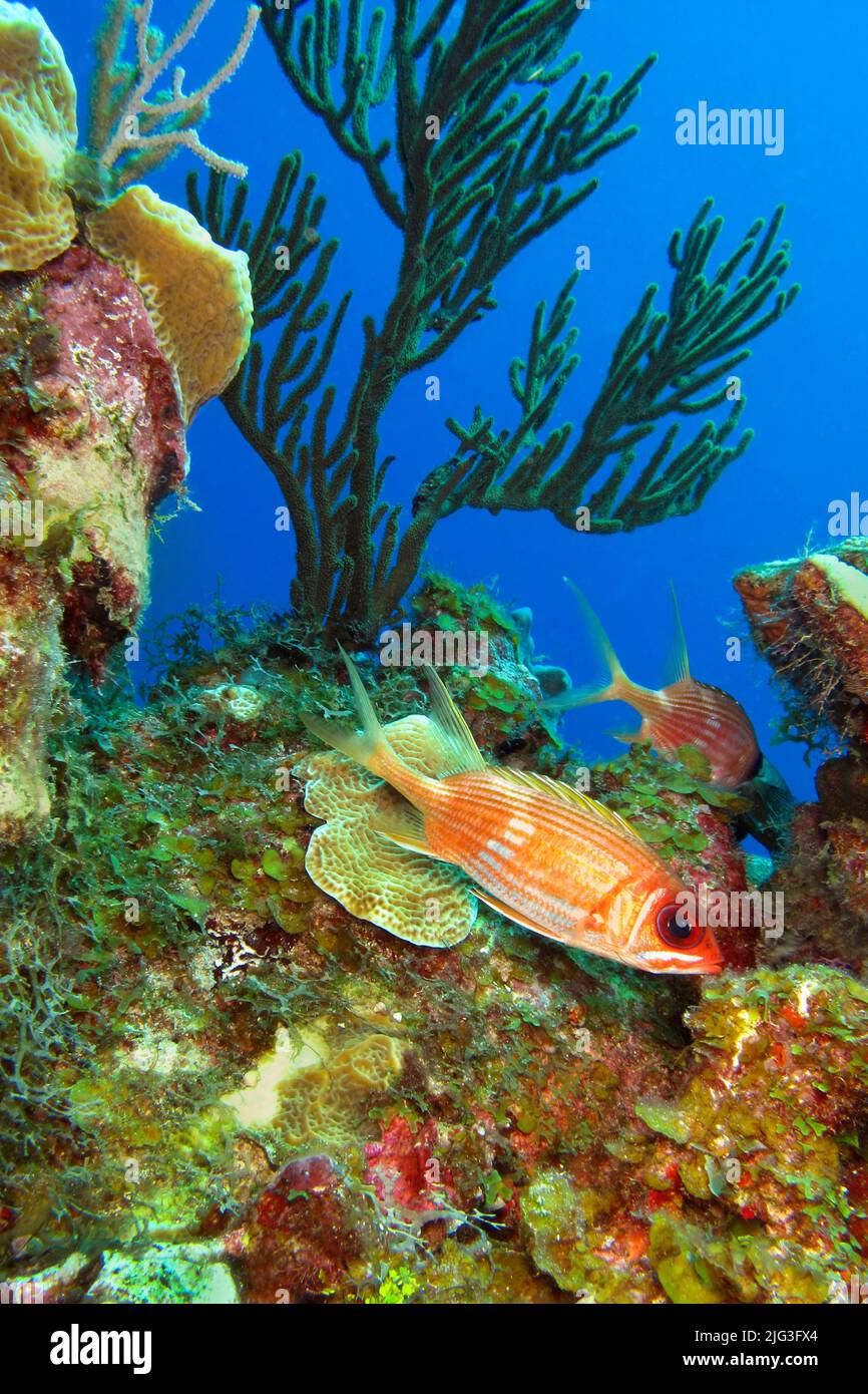 Reef Fish, Coral Reef, Caribbean Sea, Isla de la Juventud, Cuba ...