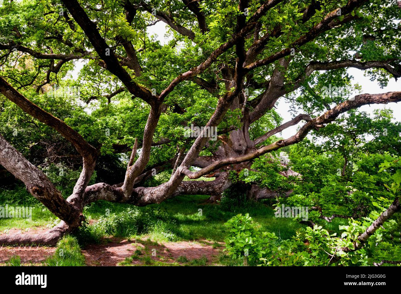 The King Oak on the grounds of abandoned Charleville Castle Estate in ...