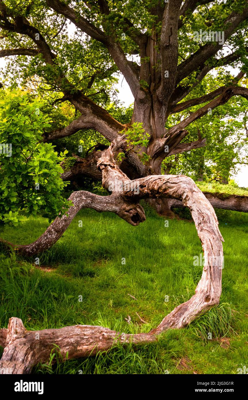 The King Oak on the grounds of abandoned Charleville Castle Estate in ...