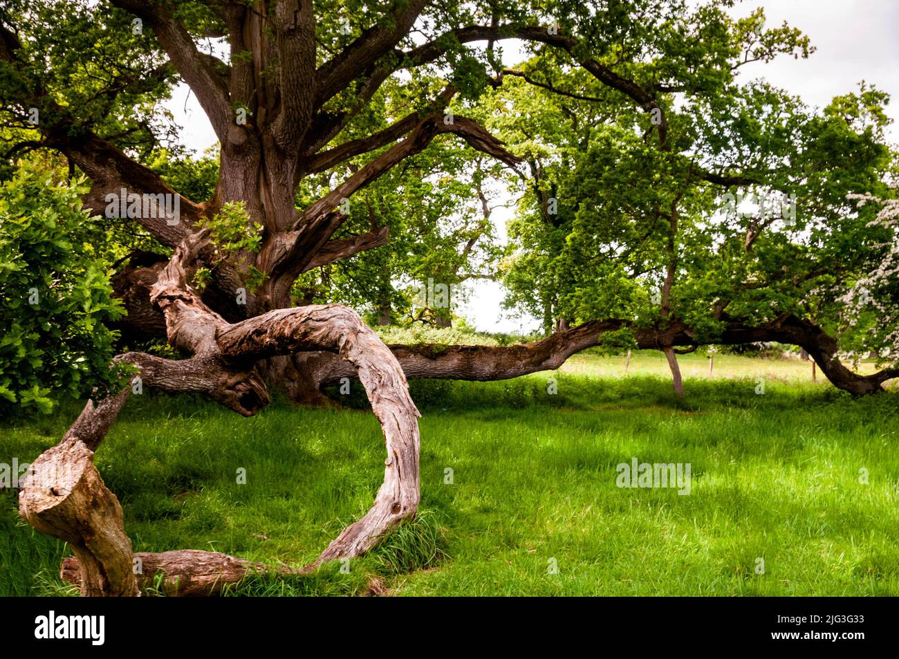 The King Oak on the grounds of abandoned Charleville Castle Estate in ...