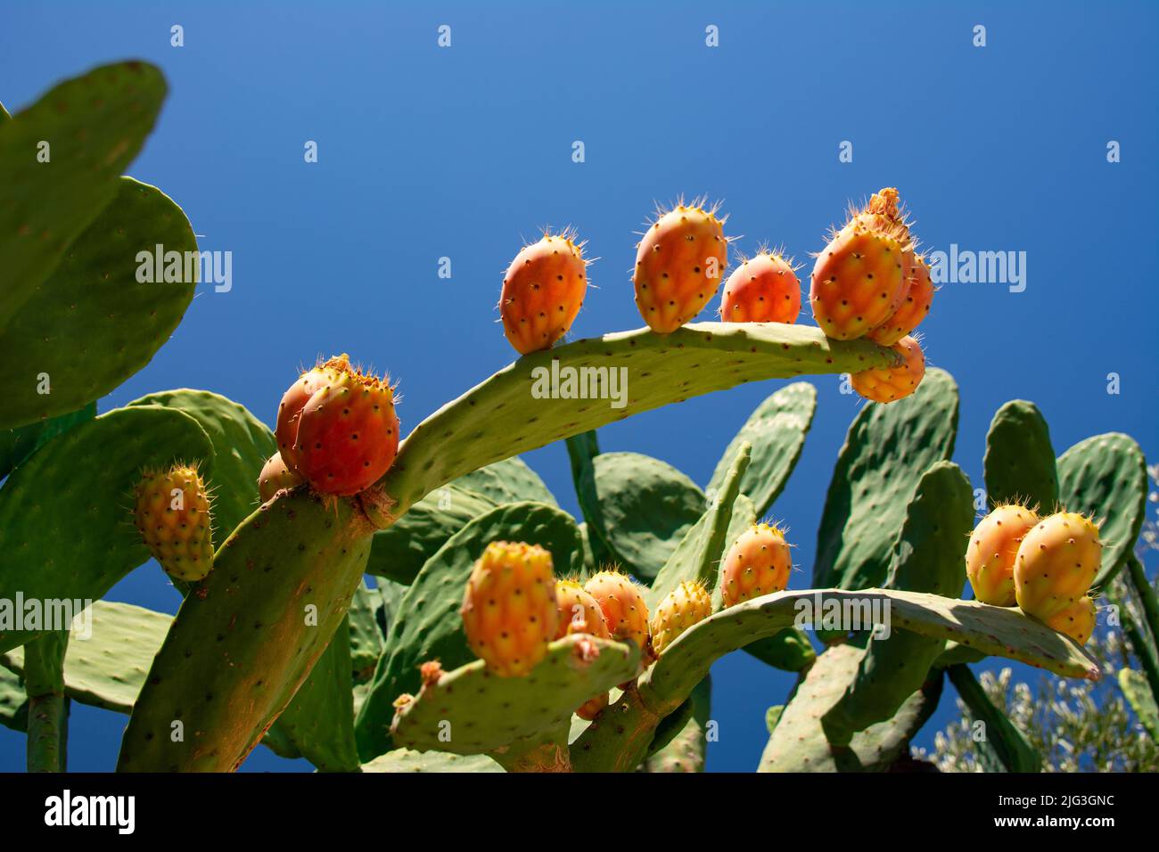 Opuntia Ficus Indica, the prickly pear. Ripe orange and yellow fruits ...
