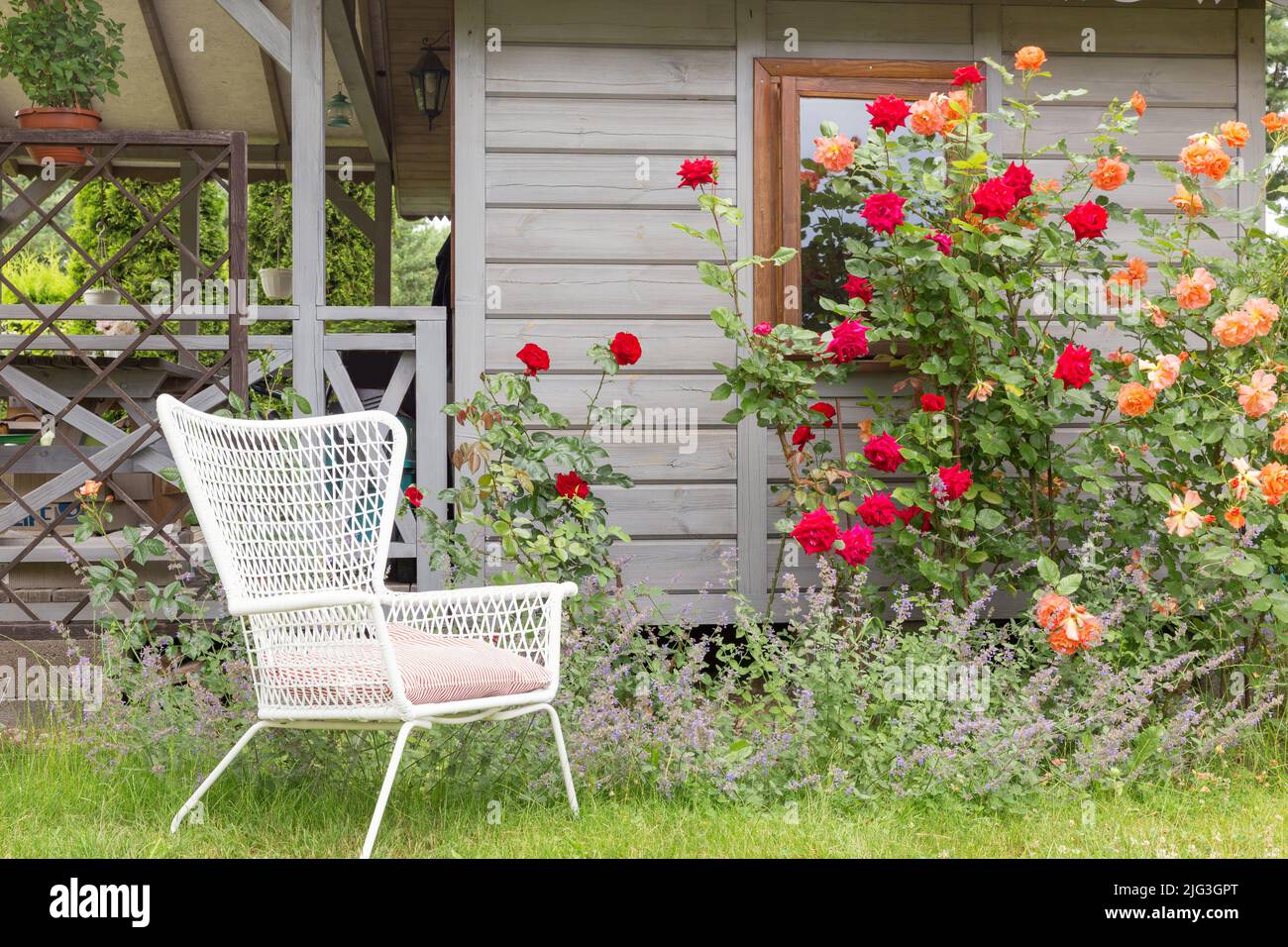 Roses and herb garden outside a country house, red ang orange roses ...