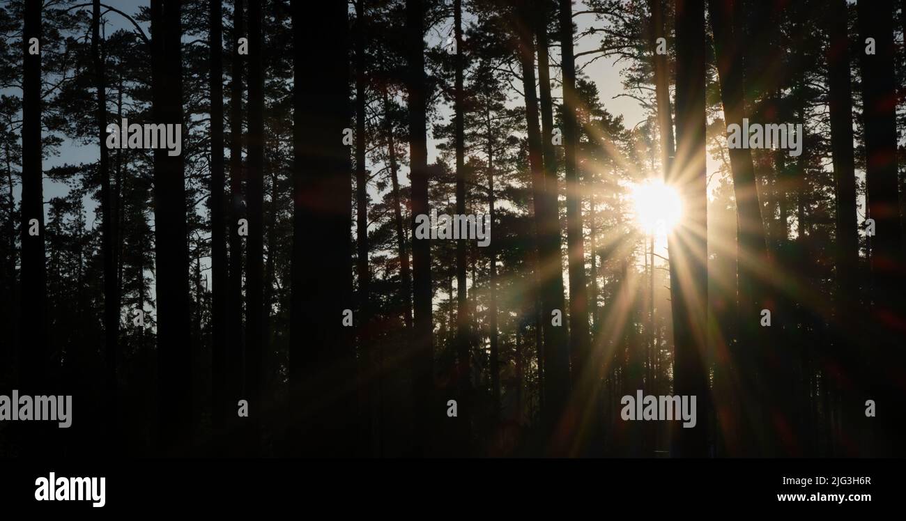 Sun setting through pine trees hi-res stock photography and images - Alamy
