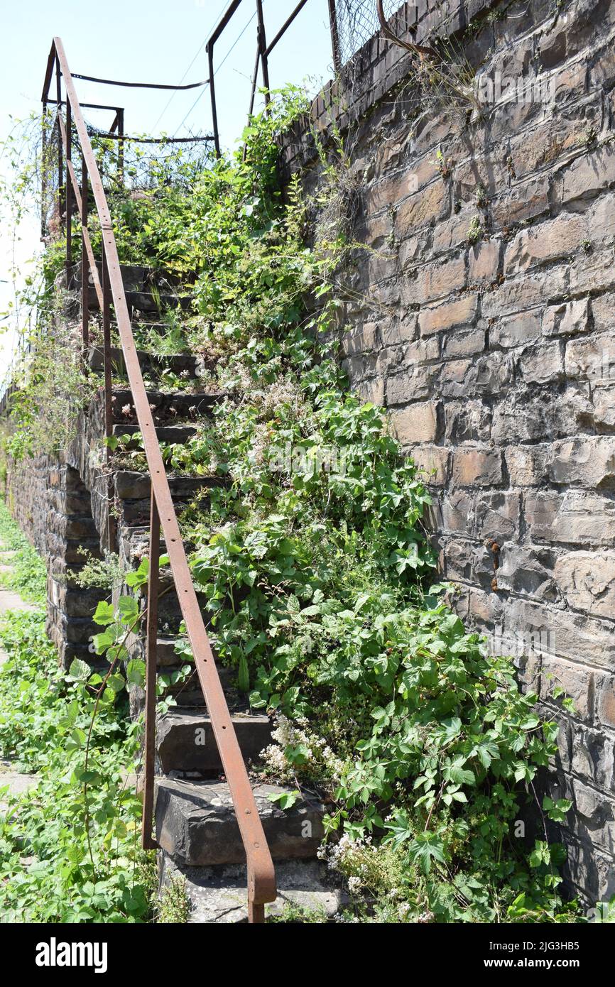 plants covering an old stairway Stock Photo - Alamy