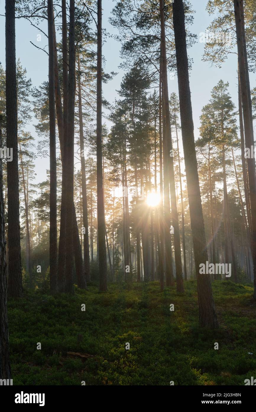 Coniferous forest and rays of sun break through trunks of trees ...