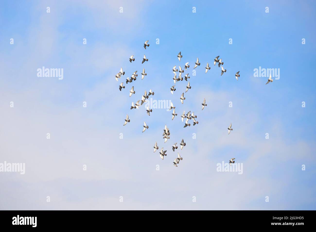 Flying pigeon with peace hi-res stock photography and images - Alamy