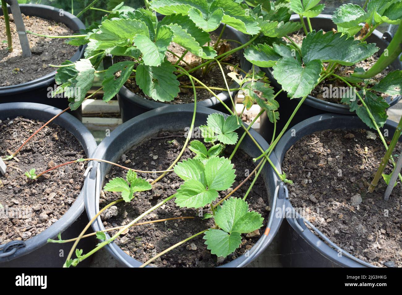 strawberry plants growing Stock Photo - Alamy