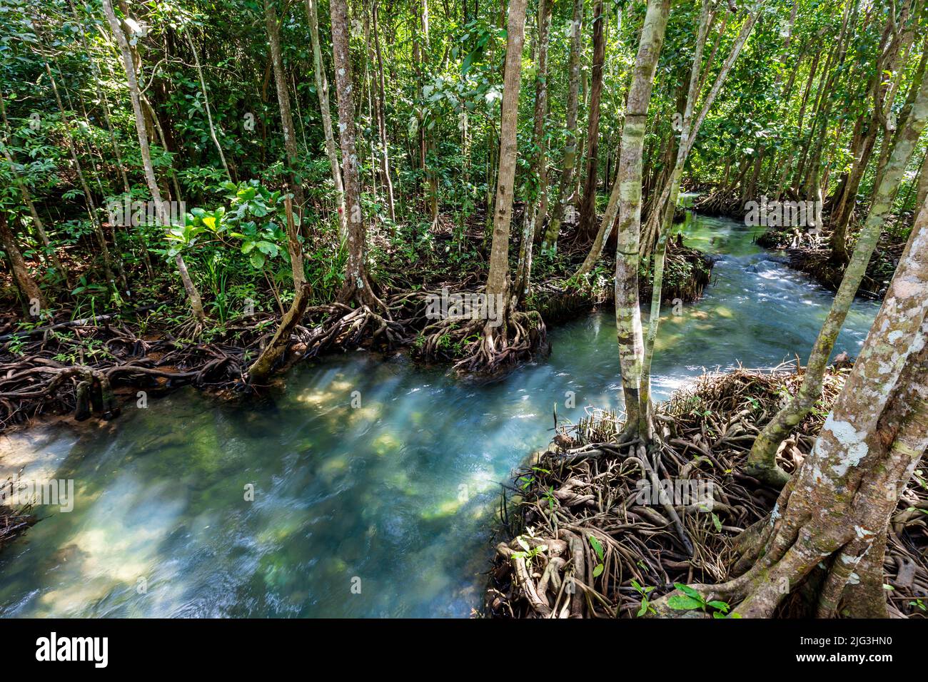 The tropical tree roots or Tha pom mangrove in swamp forest and flow ...