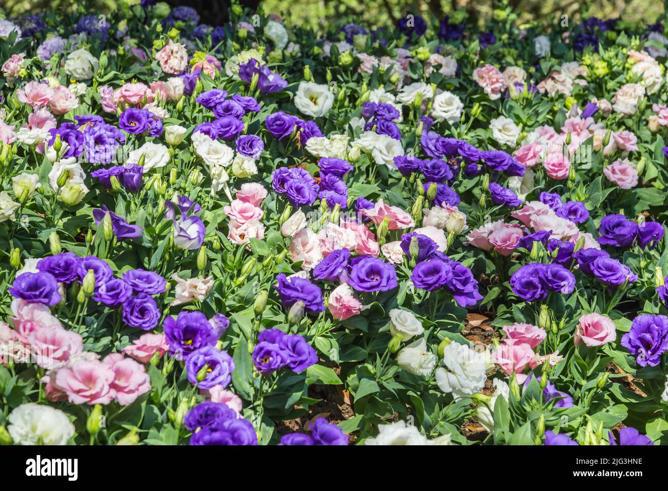 The Lisianthus flowers are blooming in the garden Stock Photo - Alamy
