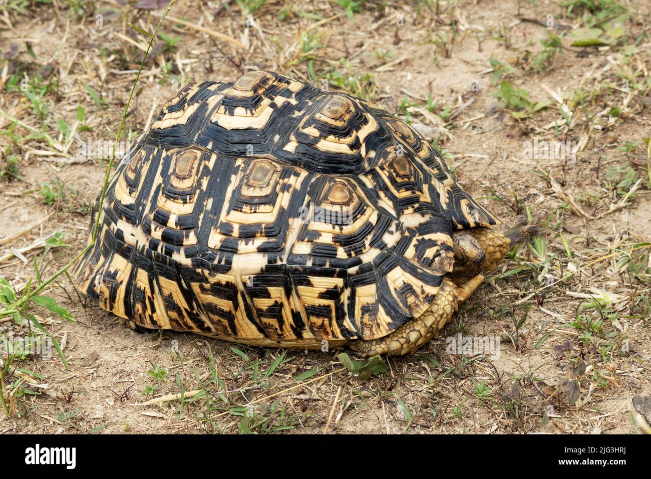 A distinctively marked adult Leopard Tortoise. They are widespread ...