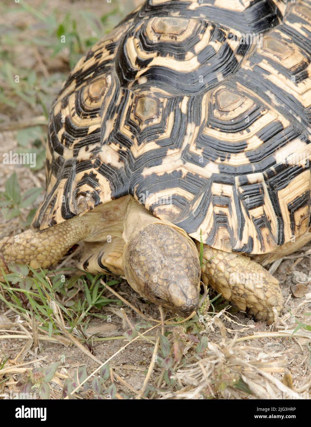 Tortoise are active during the rainy season and aestivate during the ...