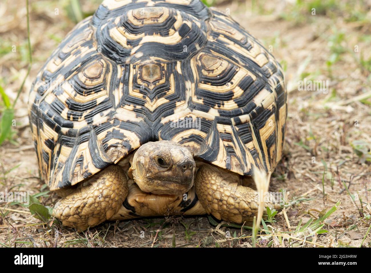 A distinctively marked adult Leopard Tortoise. They are widespread ...