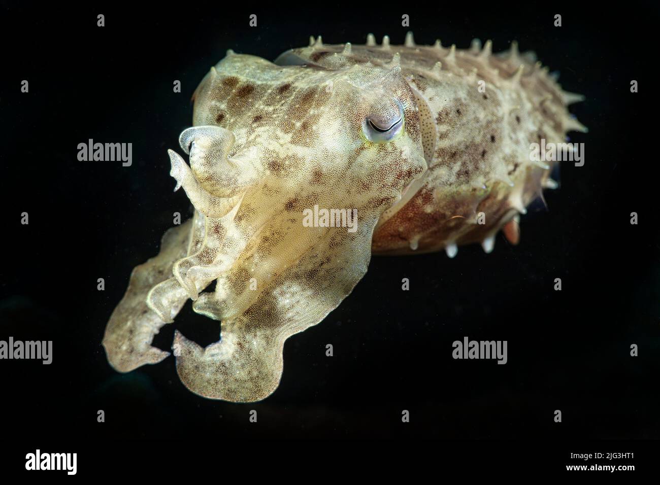 Sepia latimanus Cephalopod, Reef Cuttlefish squid portrait in Lembeh ...