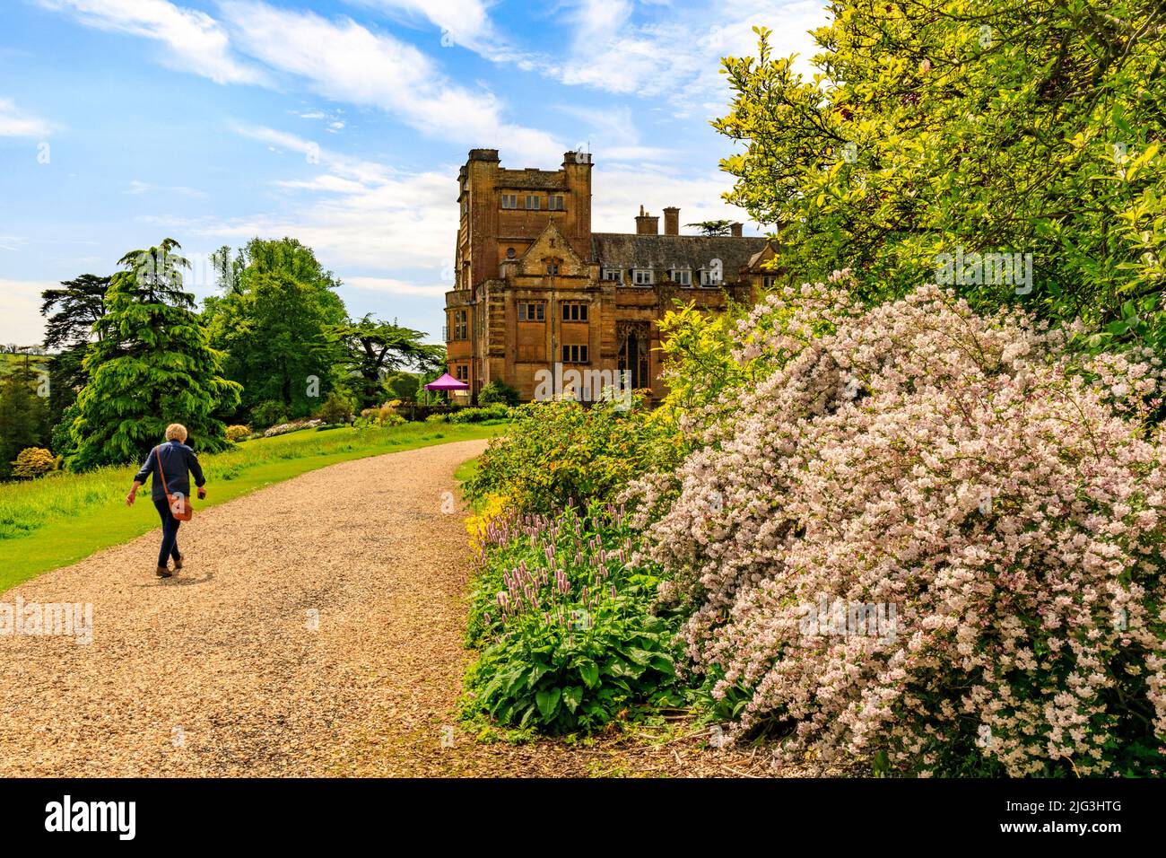 Colourful azaleas and rhododendrons on the approach to Minterne House ...