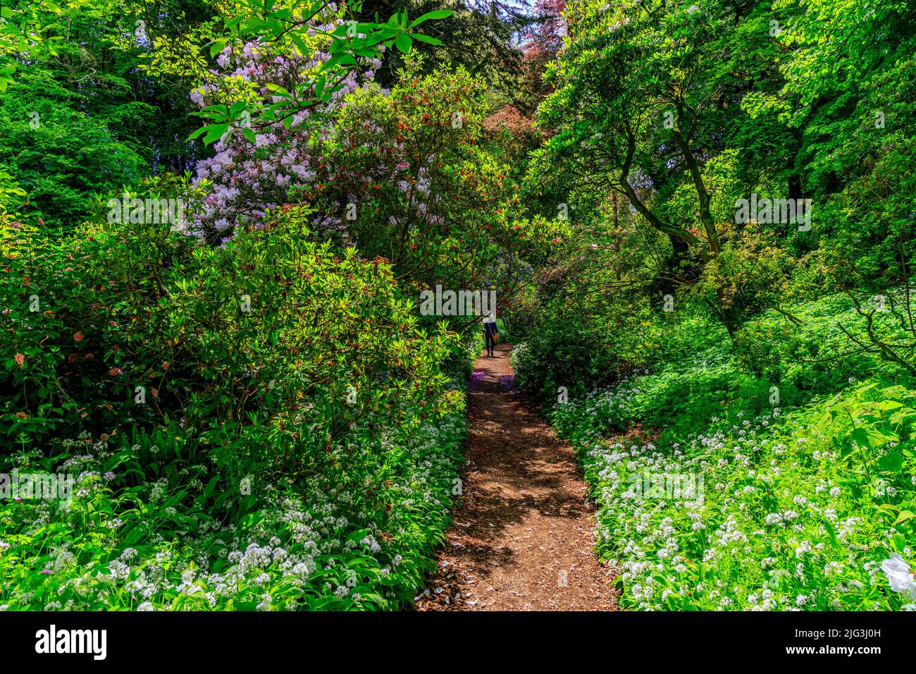 Colourful azaleas and rhododendrons in the Himalayan garden at Minterne ...