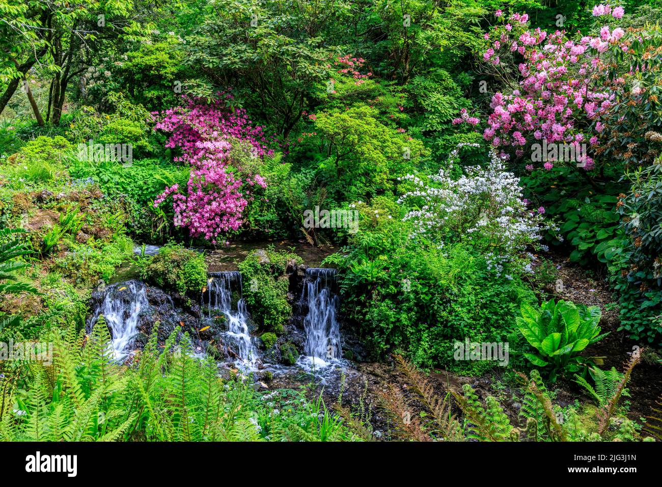 Colourful azaleas and rhododendrons and the River Cerne in the ...
