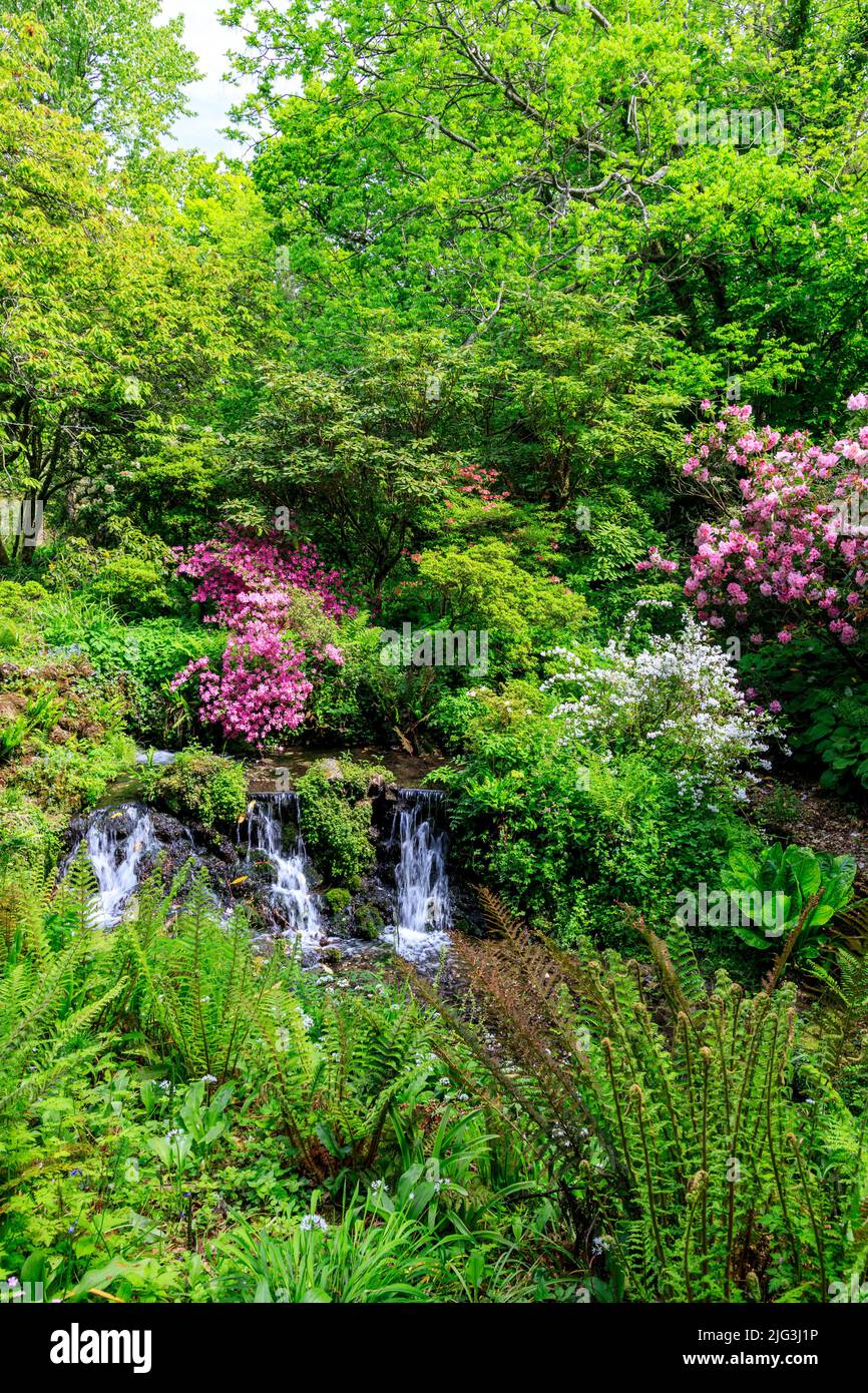 Colourful azaleas and rhododendrons and the River Cerne in the ...