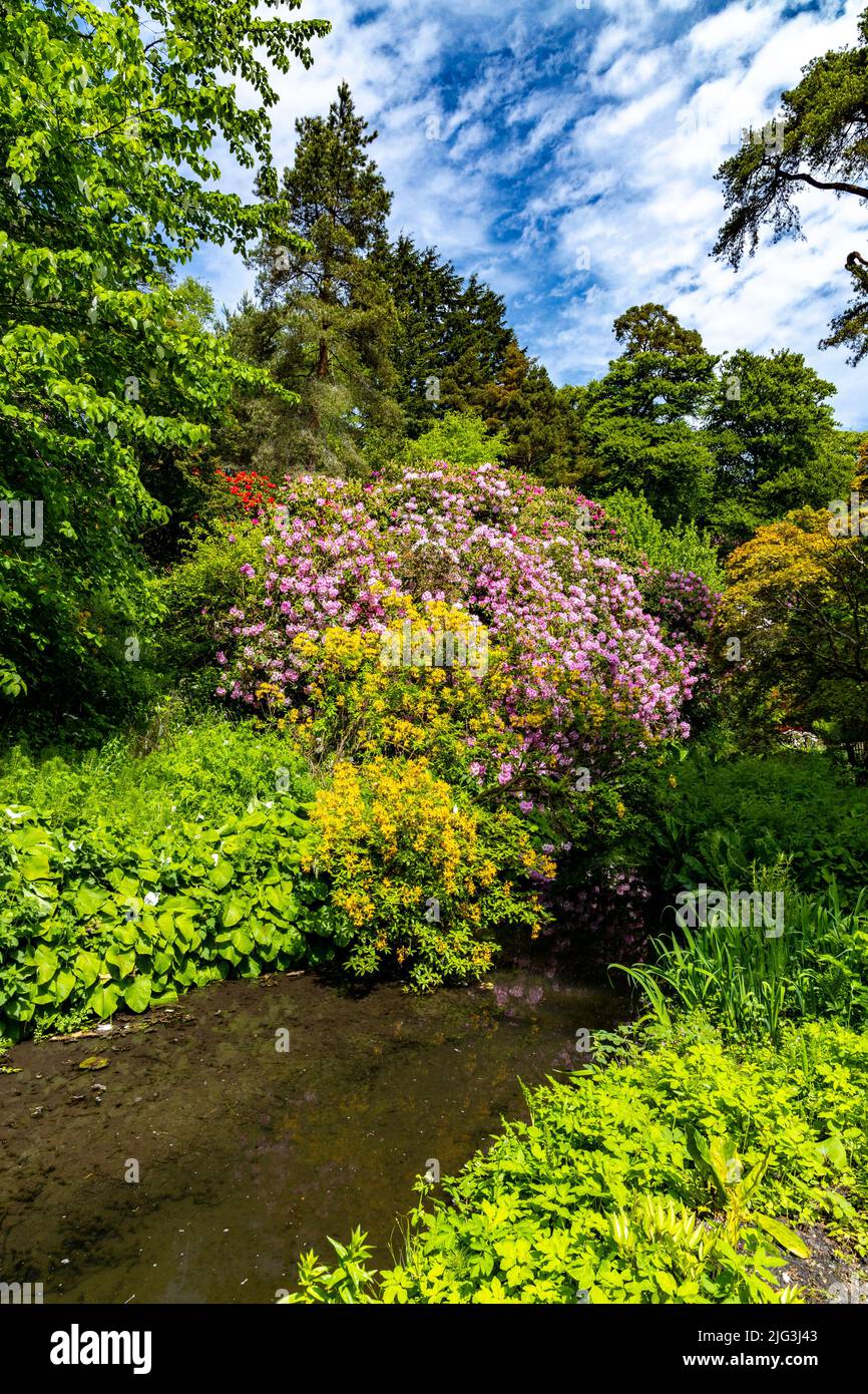Colourful azaleas and rhododendrons and the River Cerne in the ...