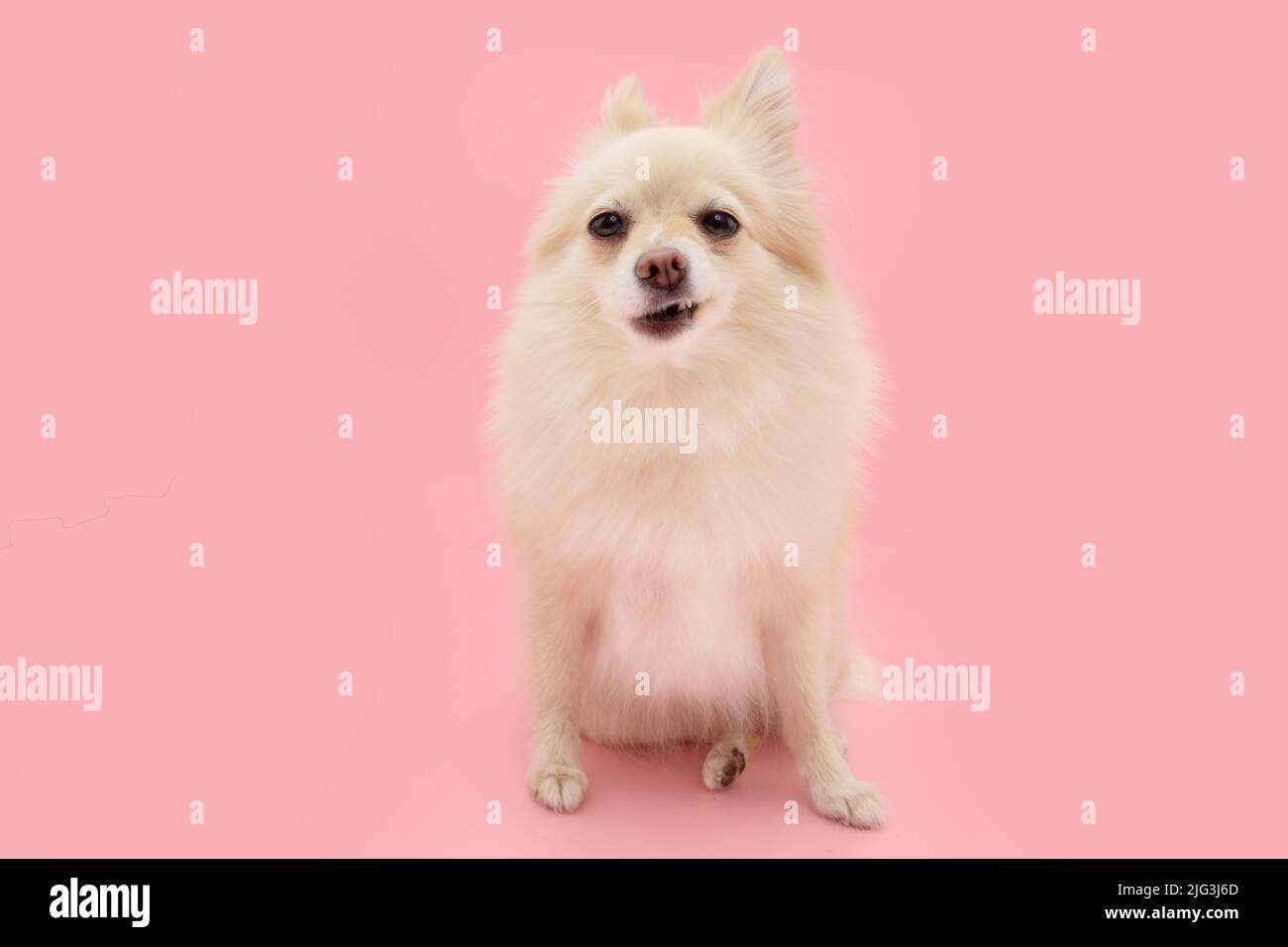 Portrait funny pomeranian dog with cool expression face. Isolated on ...