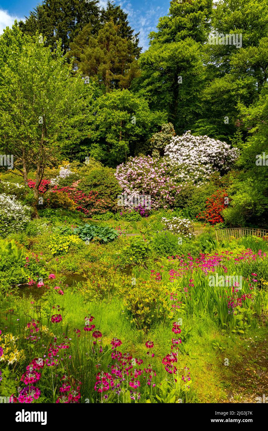 Colourful azaleas and rhododendrons in the Himalayan garden at Minterne ...