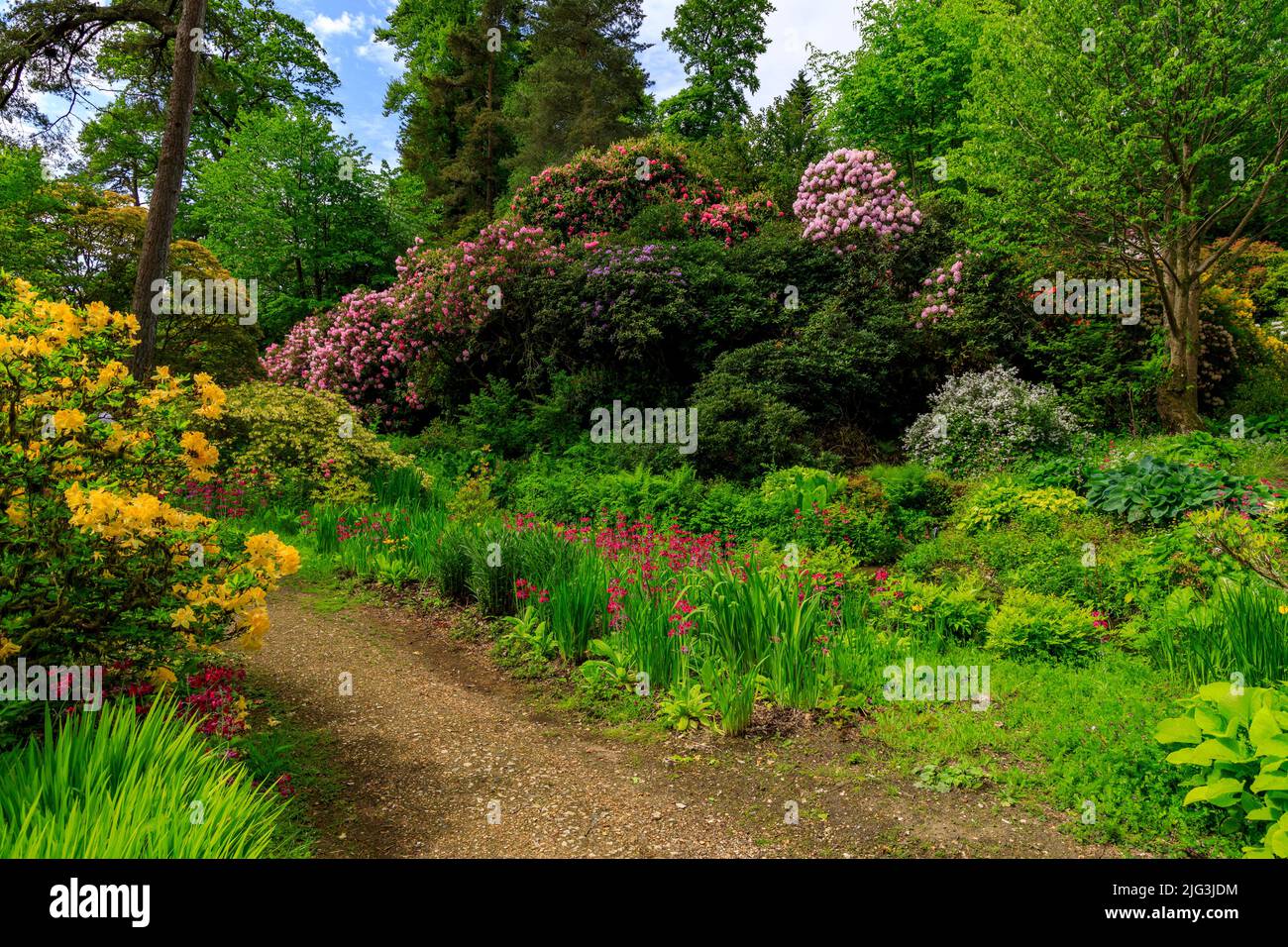 Colourful azaleas and rhododendrons in the Himalayan garden at Minterne ...