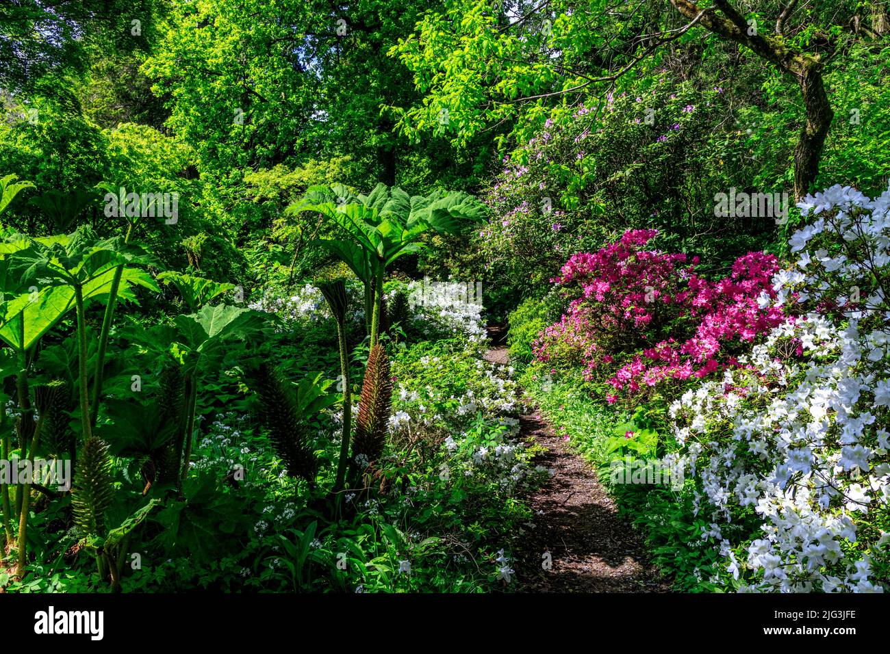 Colourful azaleas and rhododendrons in the Himalayan garden at Minterne ...