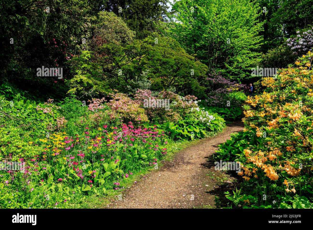 Colourful azaleas and rhododendrons in the Himalayan garden at Minterne ...